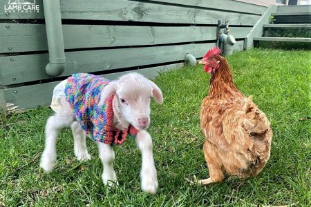 Our Lambs – Lamb Care Australia